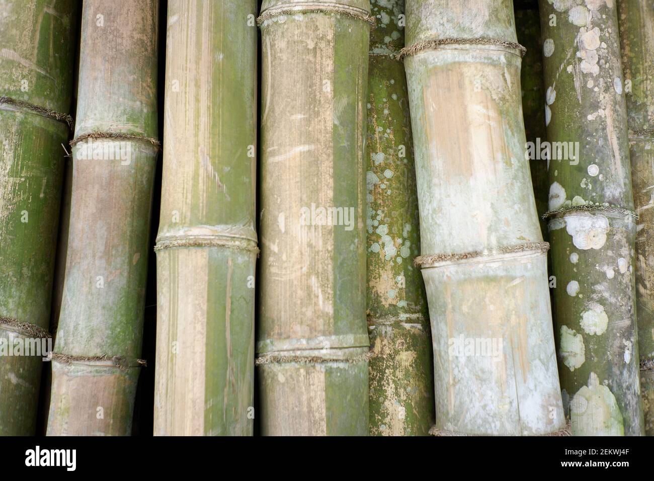 dry bamboo texture with a large size that is ready for the building ...