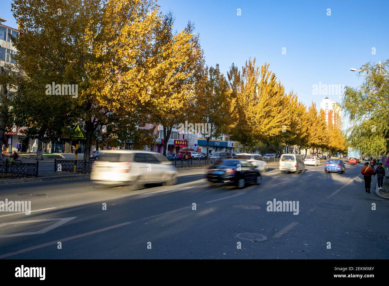As the weather changes, the aspen leaves beside Changchun Road turn ...