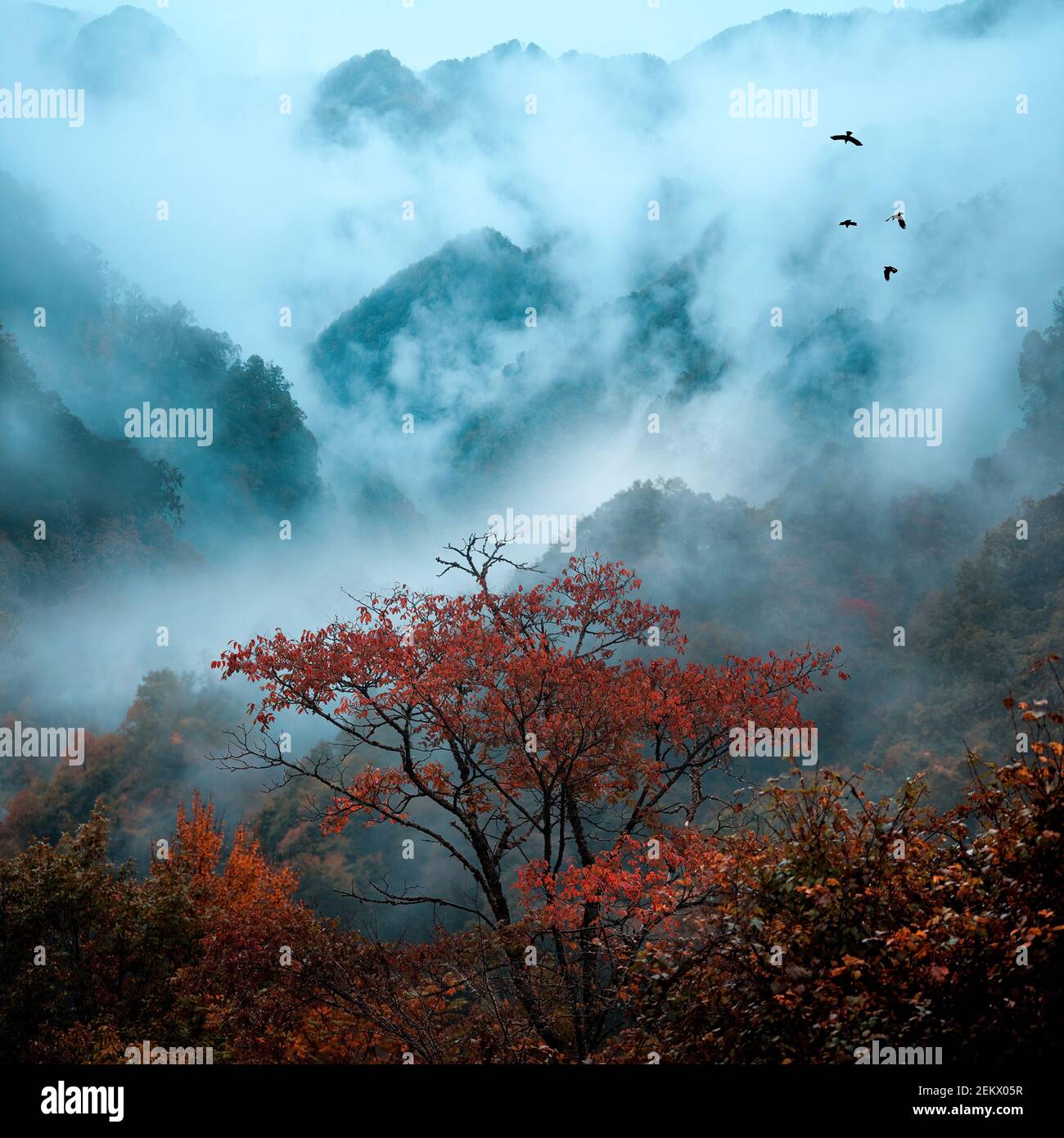 SichuanÃ¯Â¼Å’CHINA-A view of red leaves at the time of autumn in ...