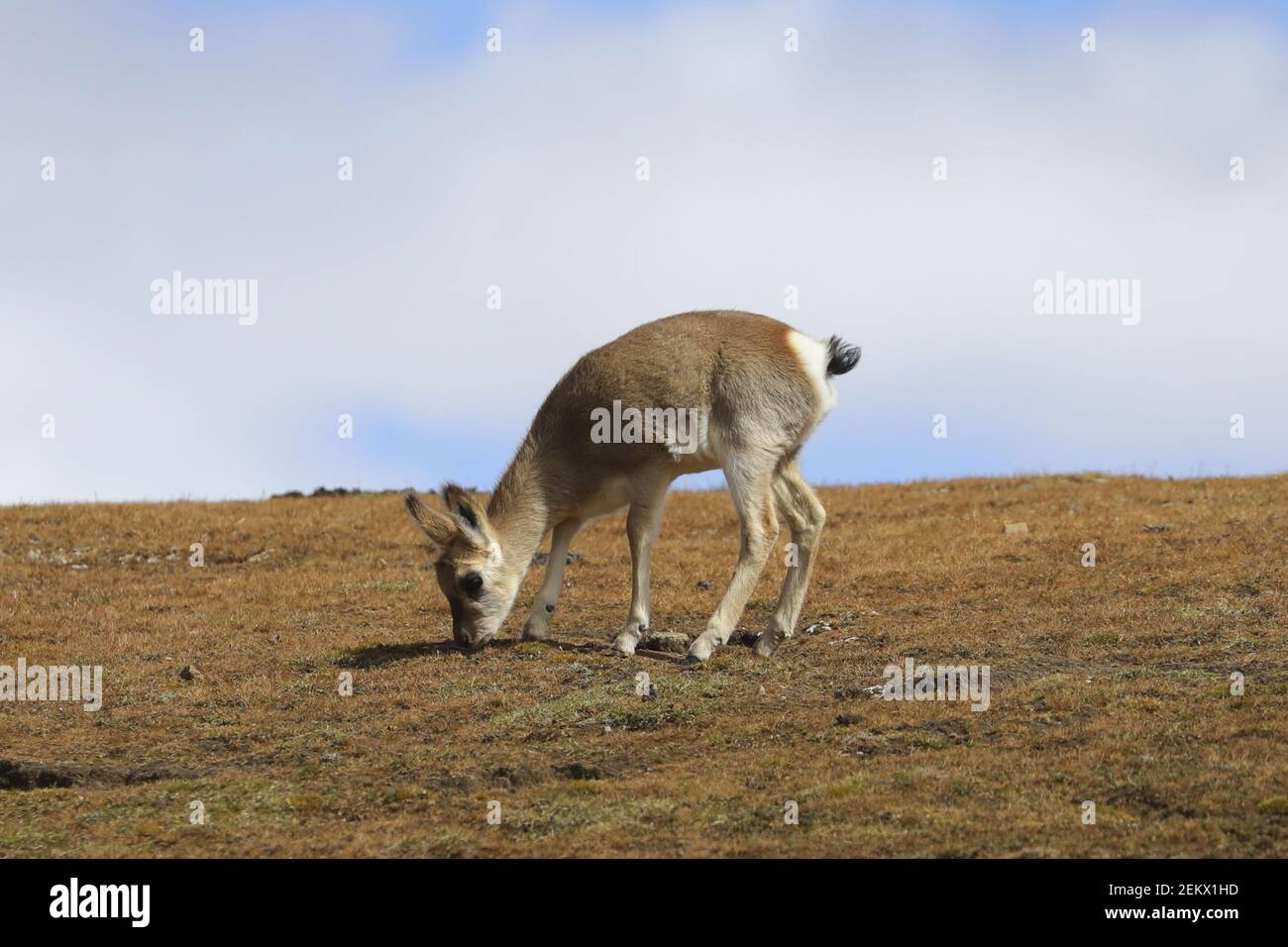 Procapra picticaudata, also known as tibetan gazelle, appears in Cuona ...