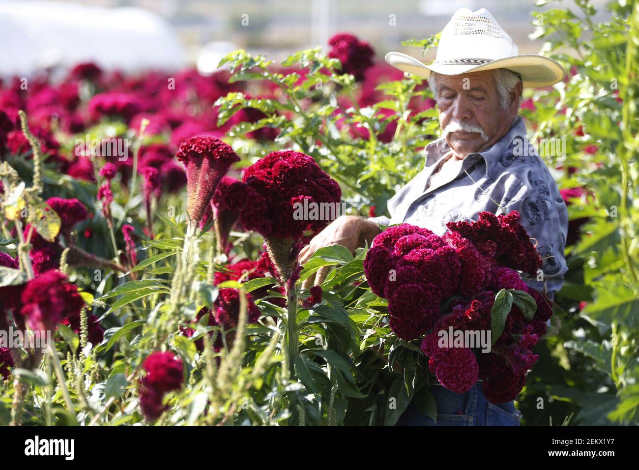 Farmers harvest the Red velvet Celosia, which were planted in mid-June ...