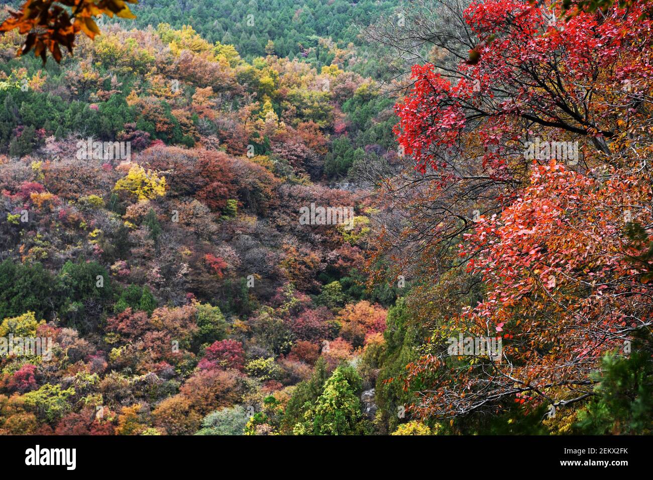 Aerial view of the beautiful autumn scenery in Baodugu National Forest ...
