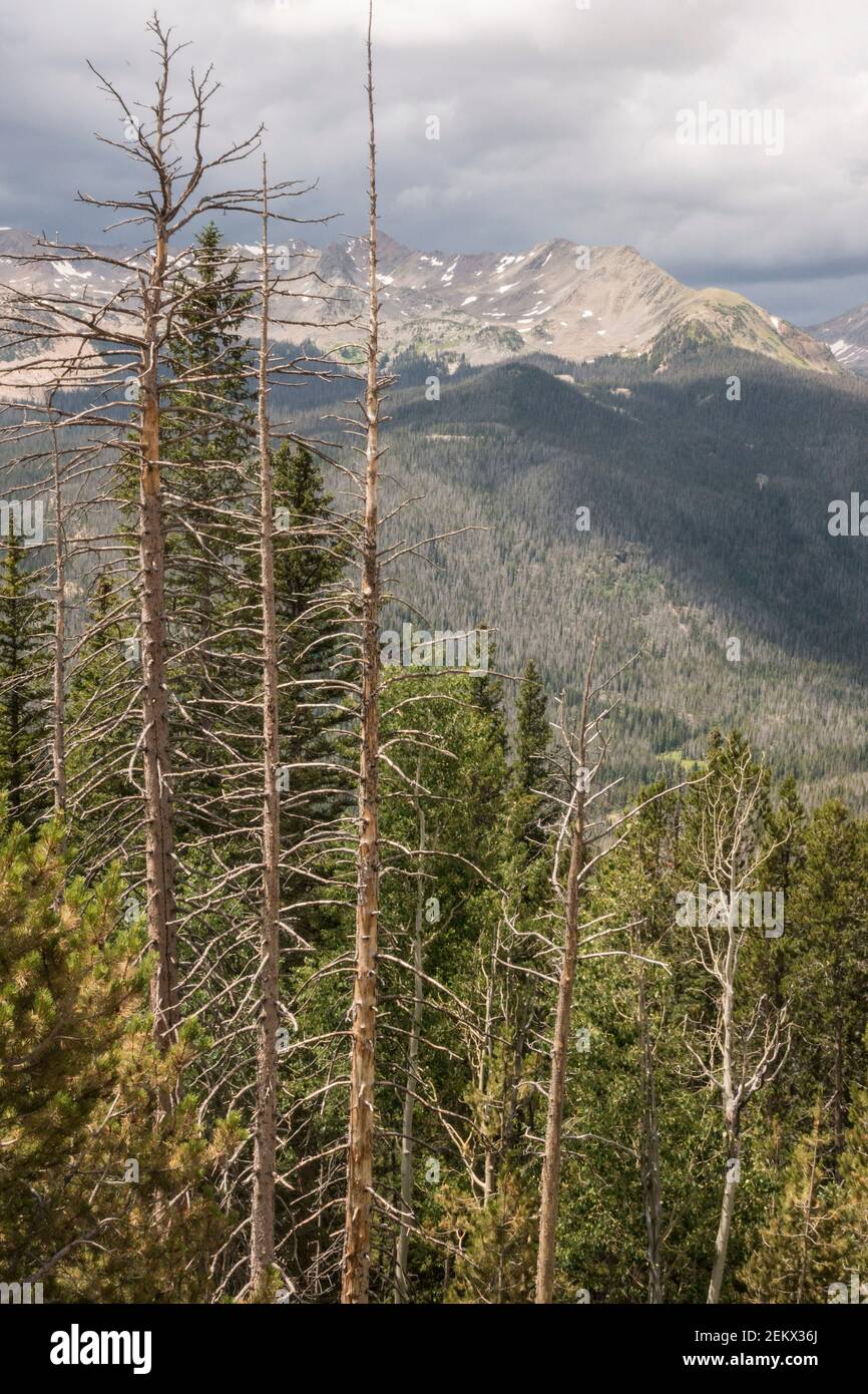 Fire damaged trees in Rocky Mountain National Park, Colorado, USA Stock ...