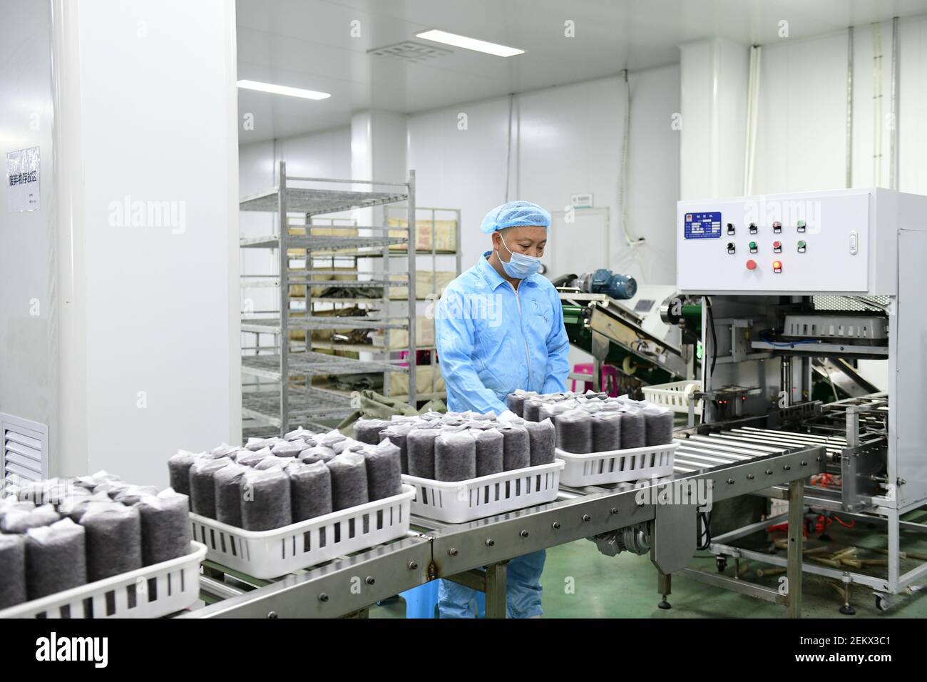 ANLONG, CHINA - OCTOBER 29, 2020 - A worker inoculates a liquid inside ...