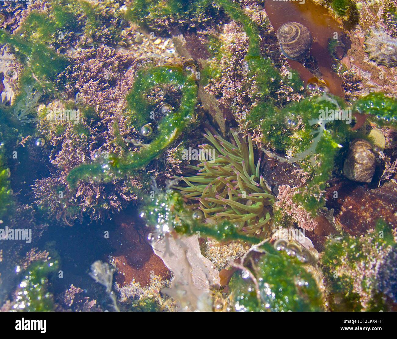 anemone, sealife, sea life, tropical waters, smooth, tentacles, coral ...