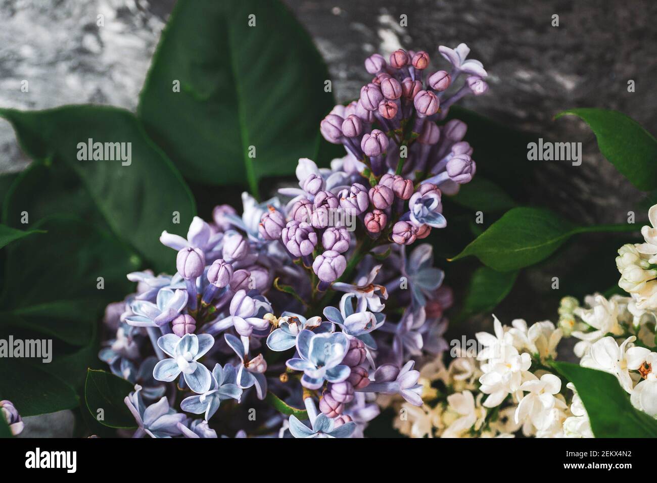 Texture background with bright flowers of lilac for the cover of the ...