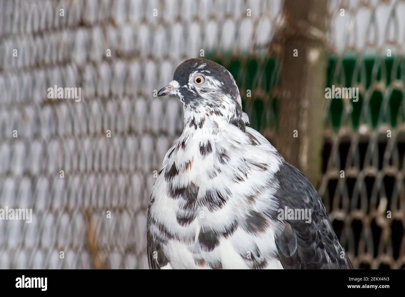 Mottled pigeon hi-res stock photography and images - Alamy