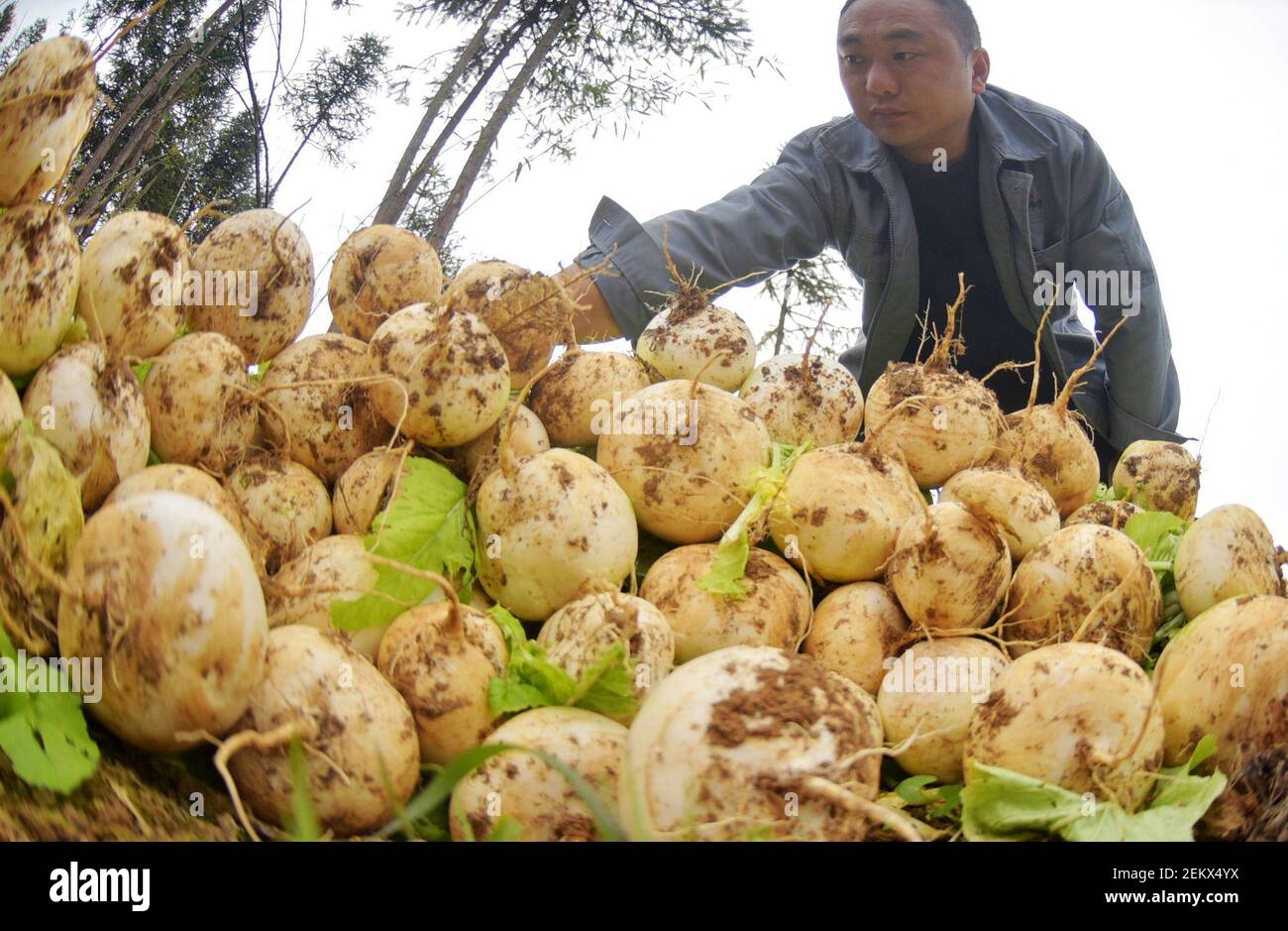 A farmer shows the radish harvested from a field in Youyang Tujia and ...