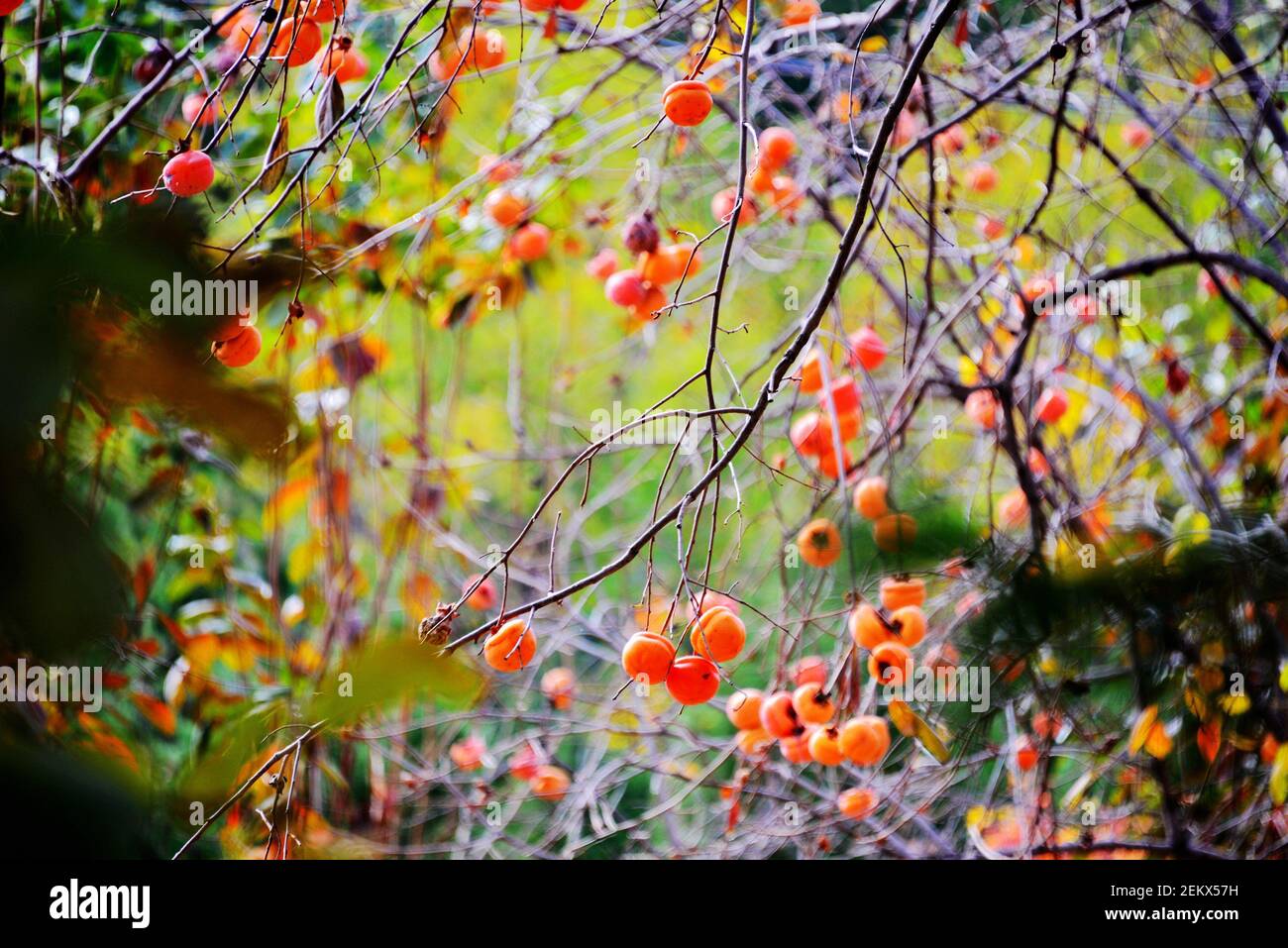 CHINA-A charming autumn view is taken from the Wangjing Tower in ...