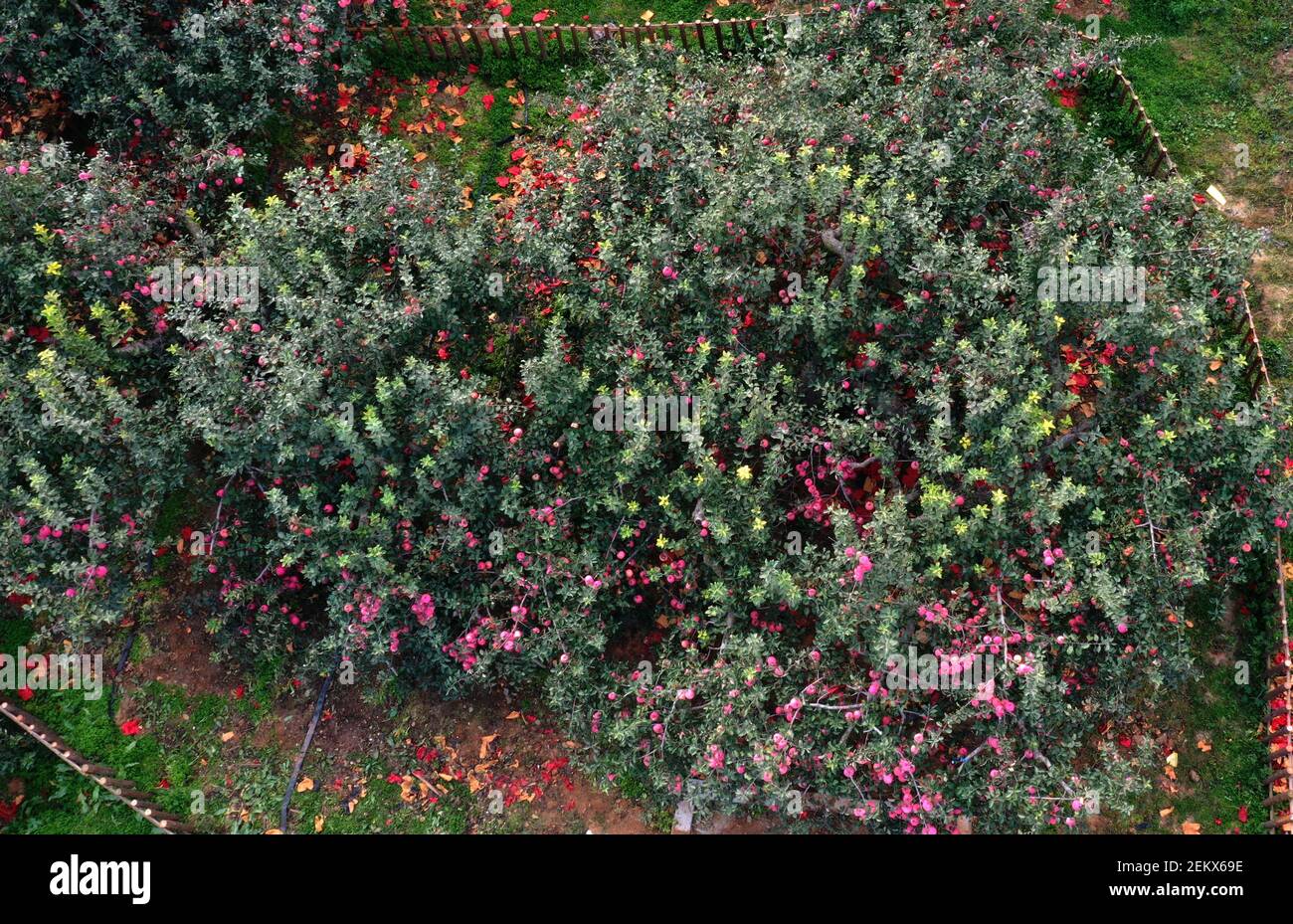 YANTAI, CHINA - OCTOBER 29, 2020 - The 130-year-old apple tree, The ...