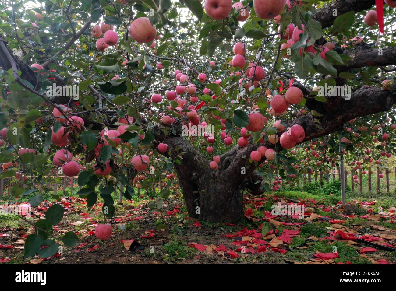 YANTAI, CHINA - OCTOBER 29, 2020 - The 130-year-old apple tree, The ...