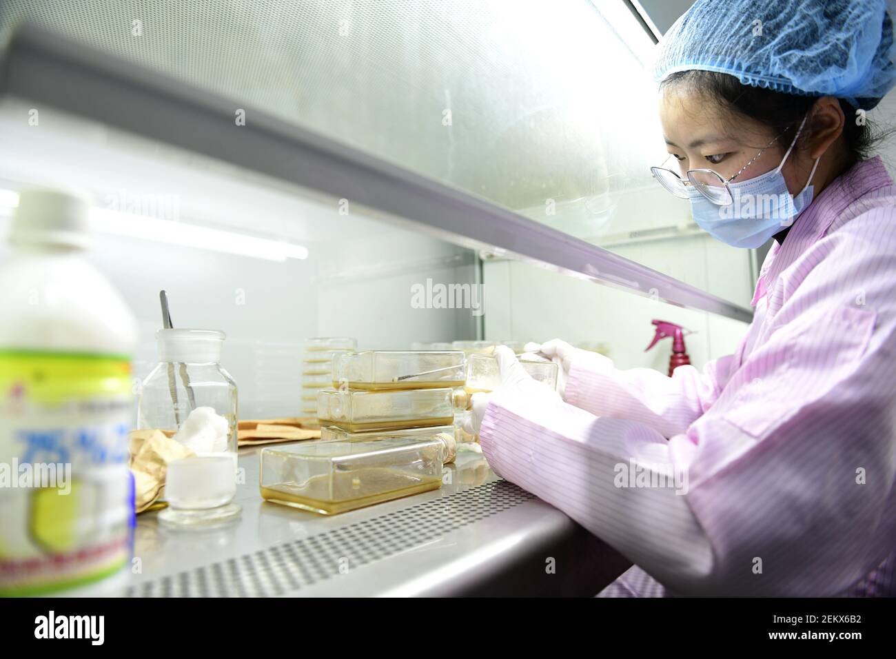 ANLONG, CHINA - OCTOBER 29, 2020 - A worker makes edible fungus inside ...