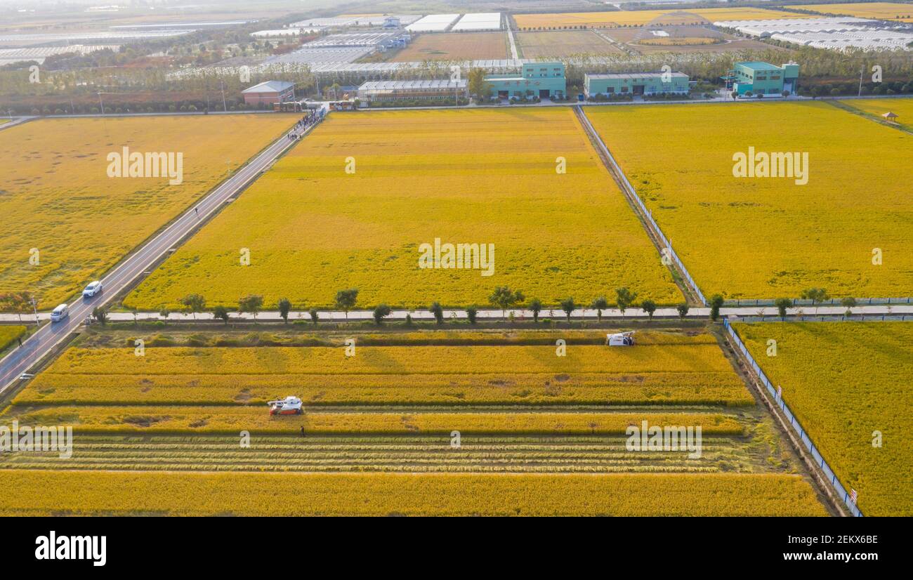 HAIAN, CHINA - OCTOBER 29, 2020 - Workers drive farm machinery to ...