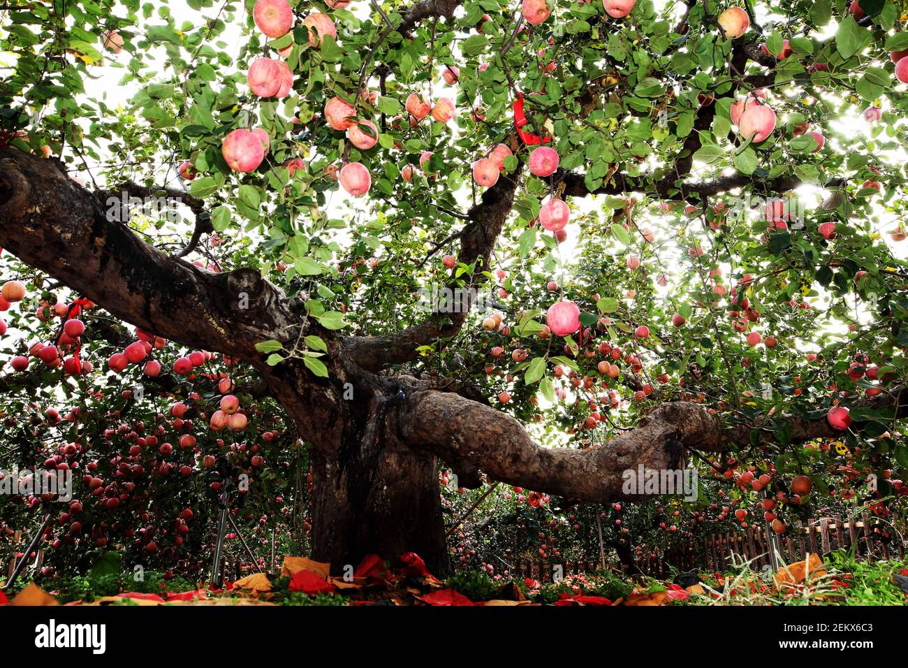 YANTAI, CHINA - OCTOBER 29, 2020 - The 130-year-old apple tree, The ...