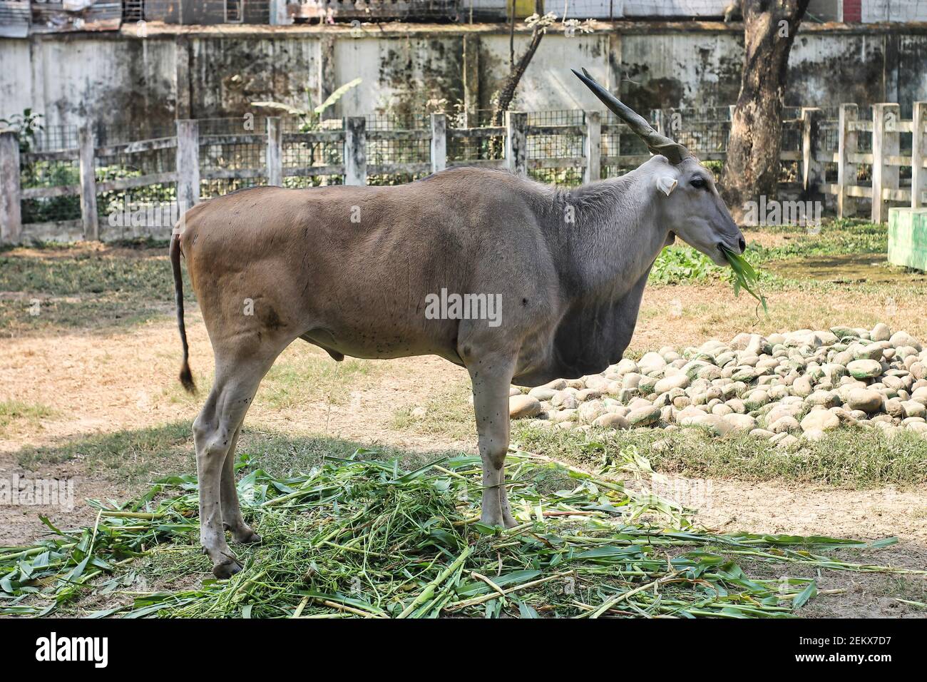 A Common eland (Taurotragus oryx) is eating. The common eland also ...