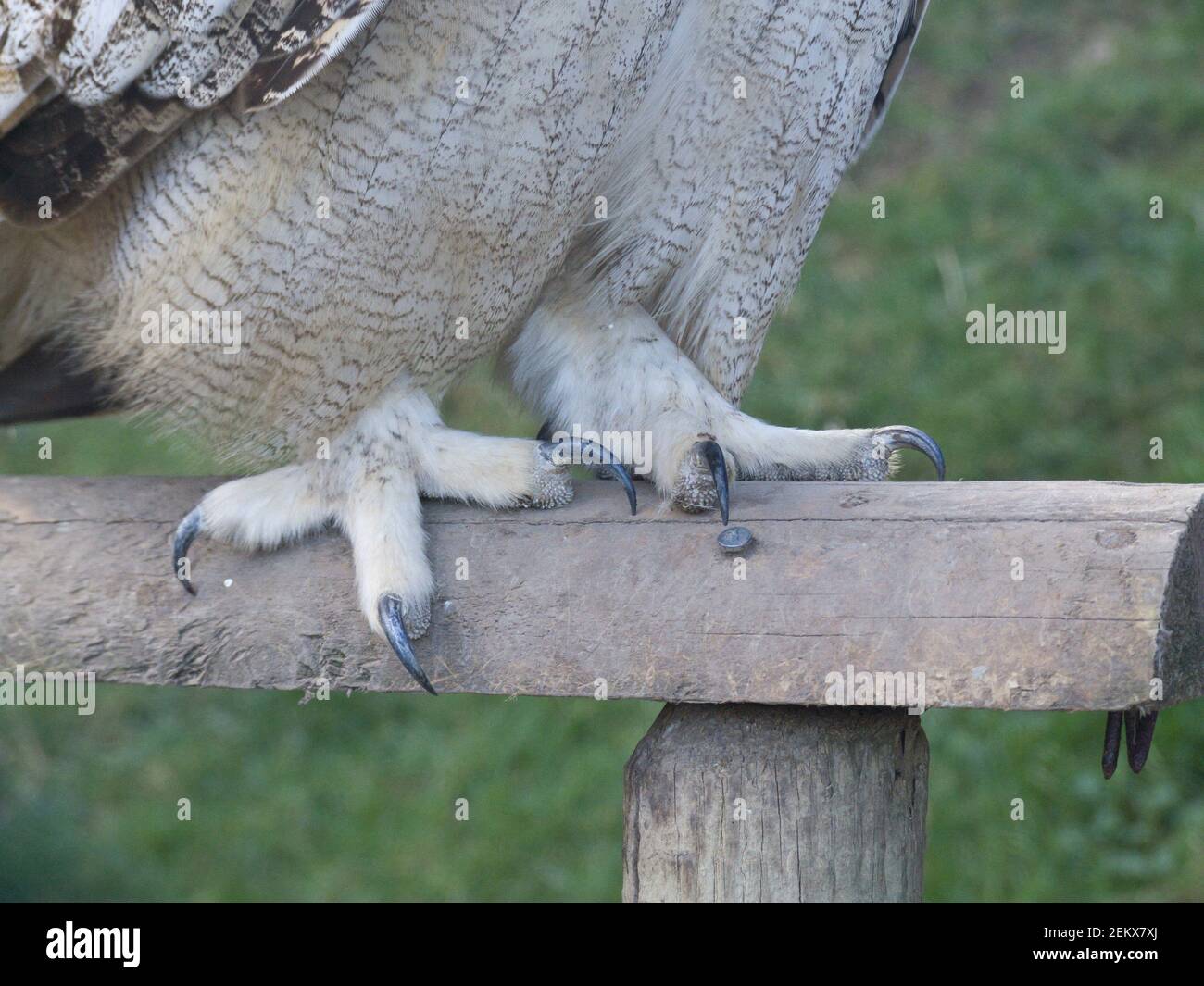 owl, eagle owl, Strigiformes, Aves, bird, nocturnal, predator, avian ...