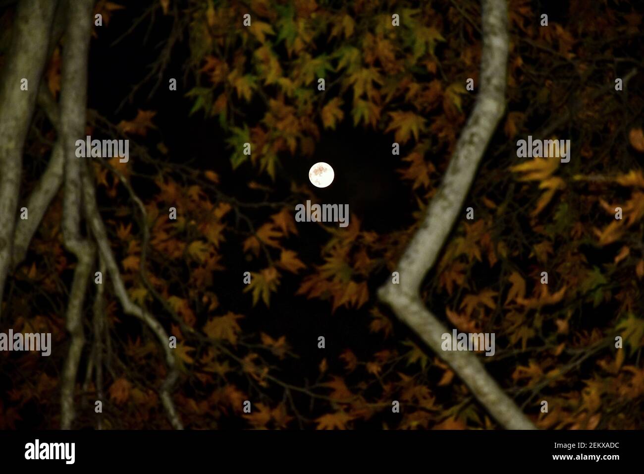 The blue moon rises in Srinagar, the summer capital of Jammu and ...