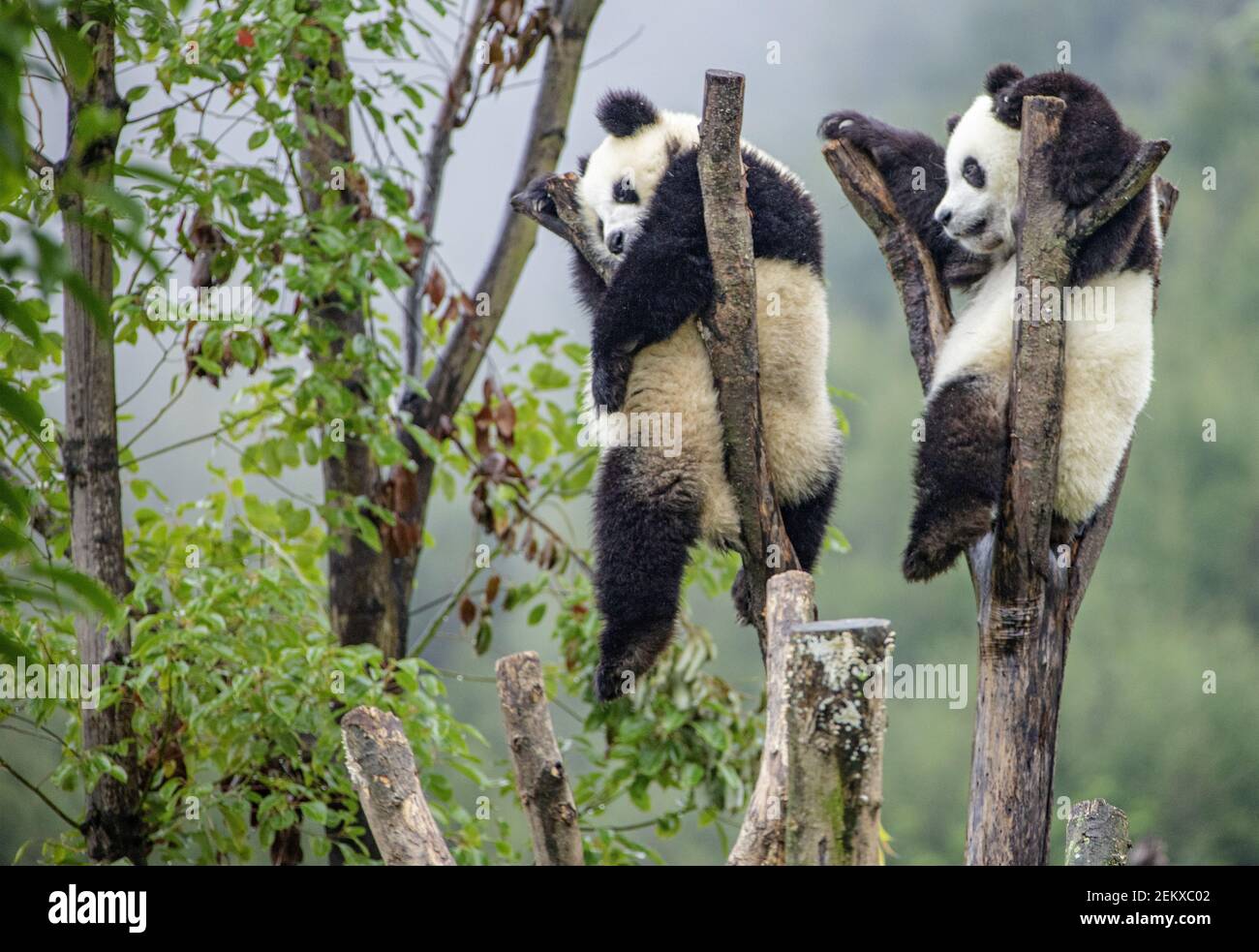 --File--Pandas climb up a tree at the Gengda Shenshuping Base of China ...