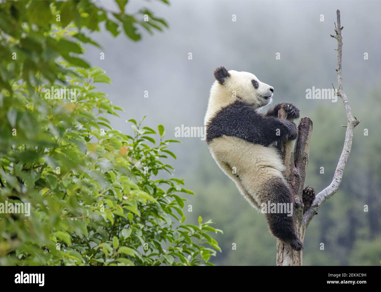 --File--Pandas climb up a tree at the Gengda Shenshuping Base of China ...
