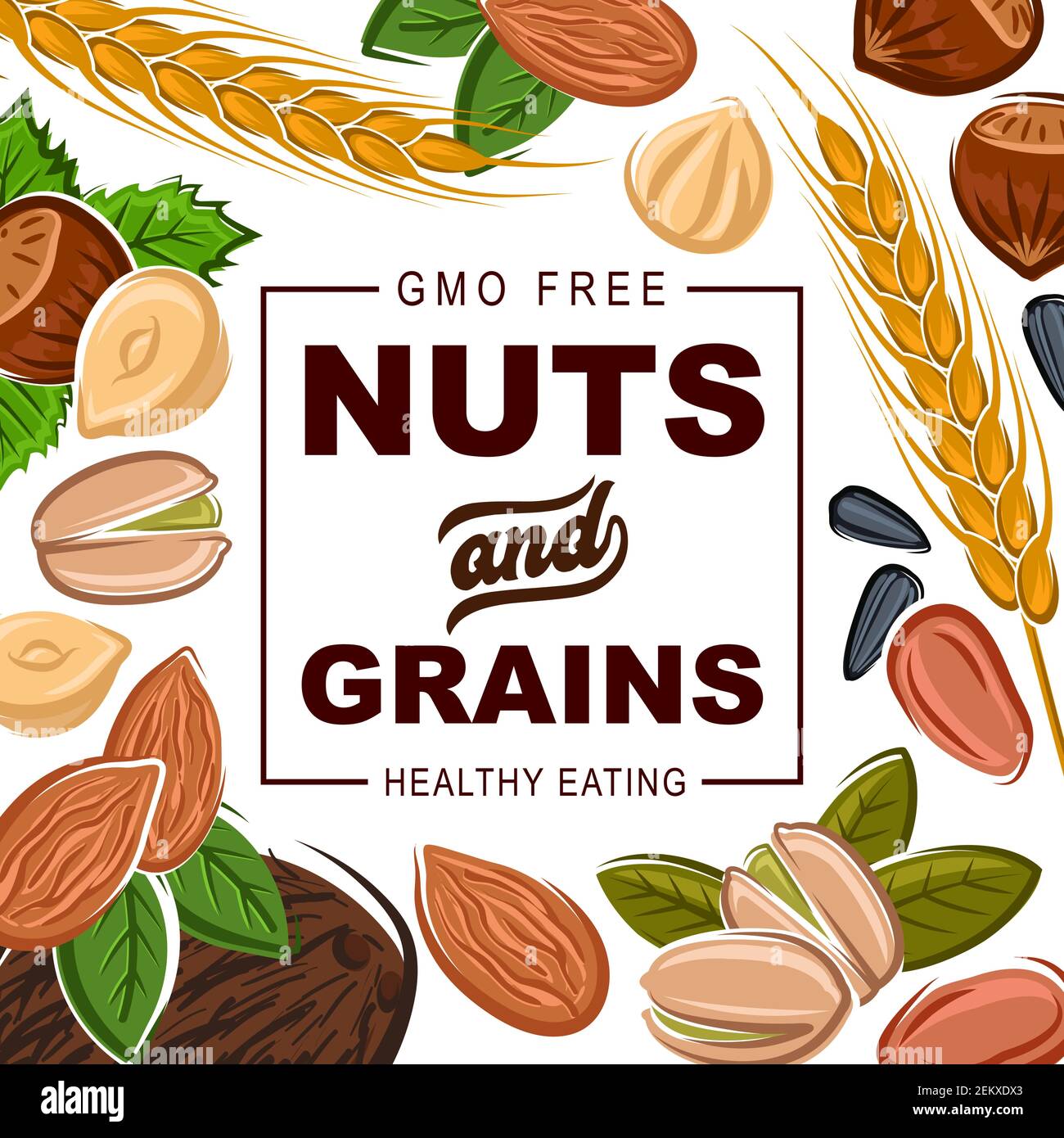 Nuts and grains, natural healthy food organic cereals nutrition. Vector ...