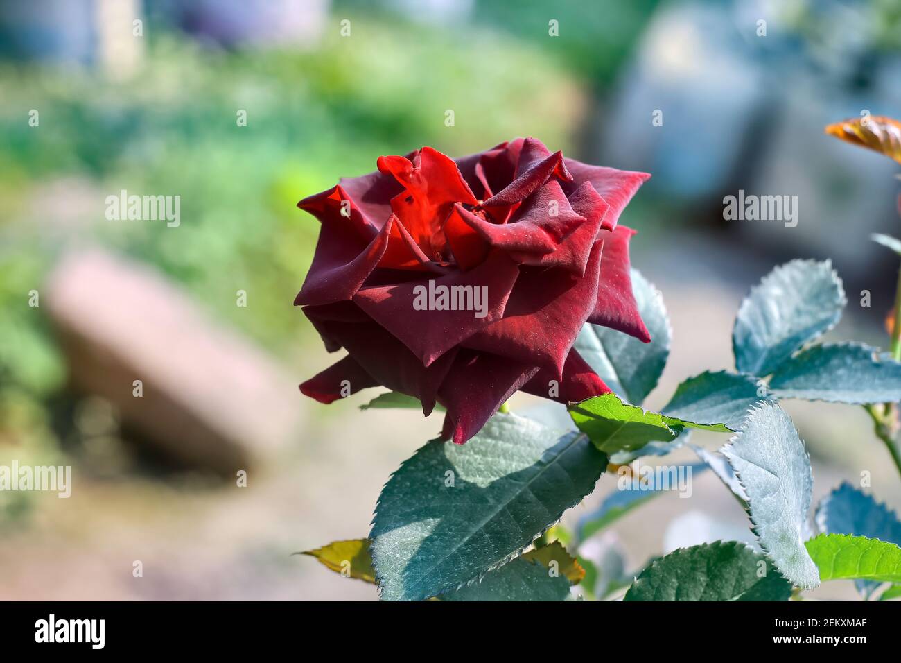 A selective focus shot of a Papa Meilland rose (Hybrid Tea Rose) flower ...