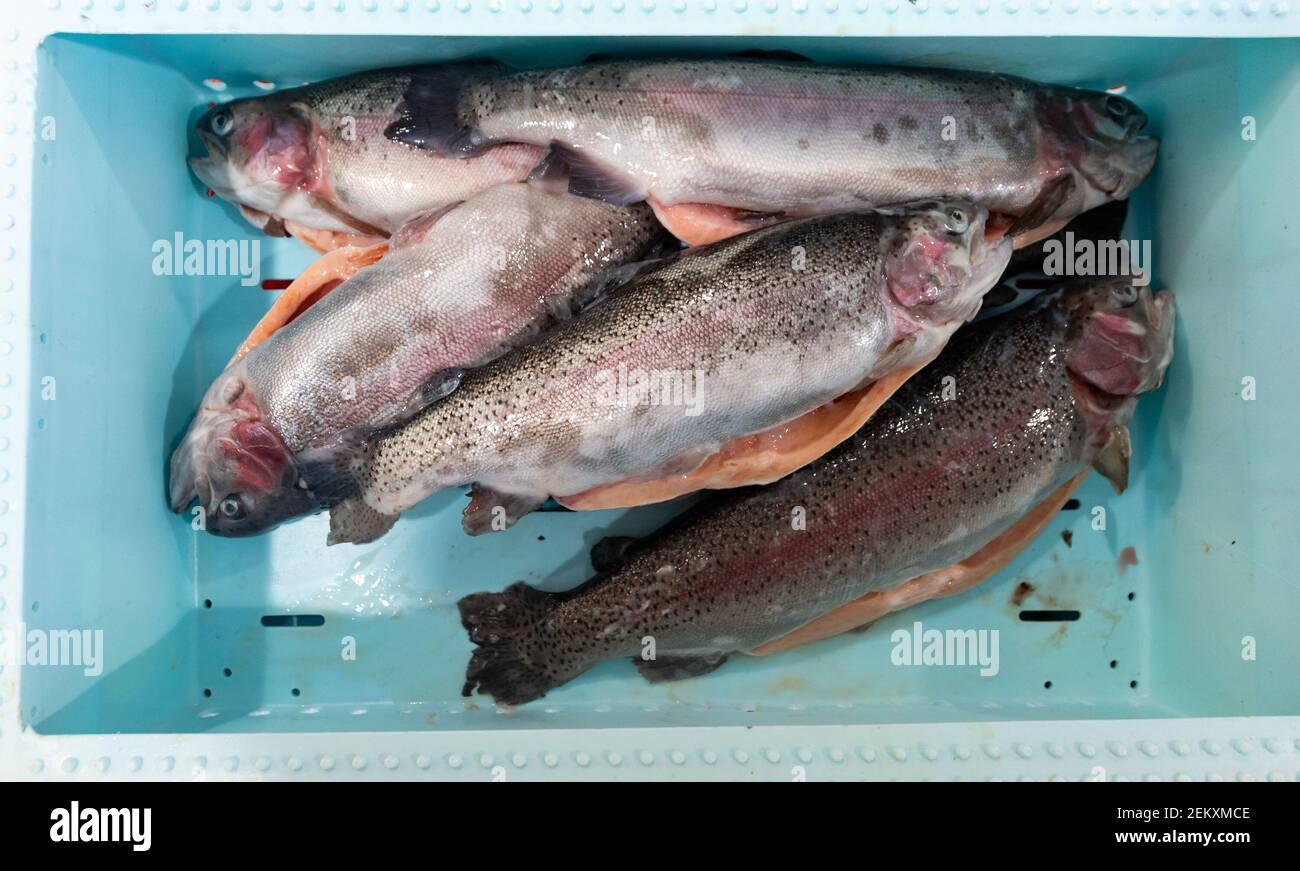 Meinholz, Germany. 26th Jan, 2021. Freshly slaughtered salmon trout lie ...