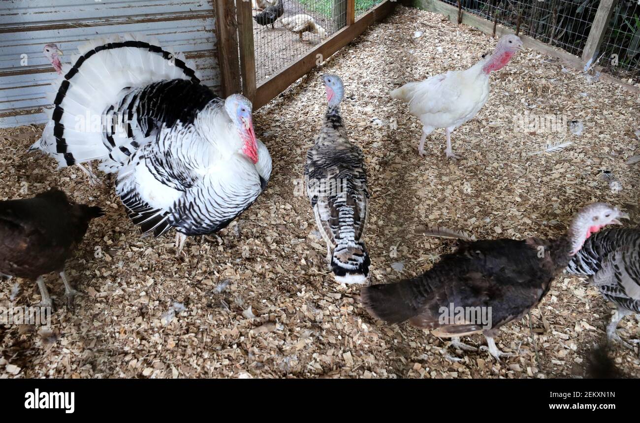 Turkey Farms Florida