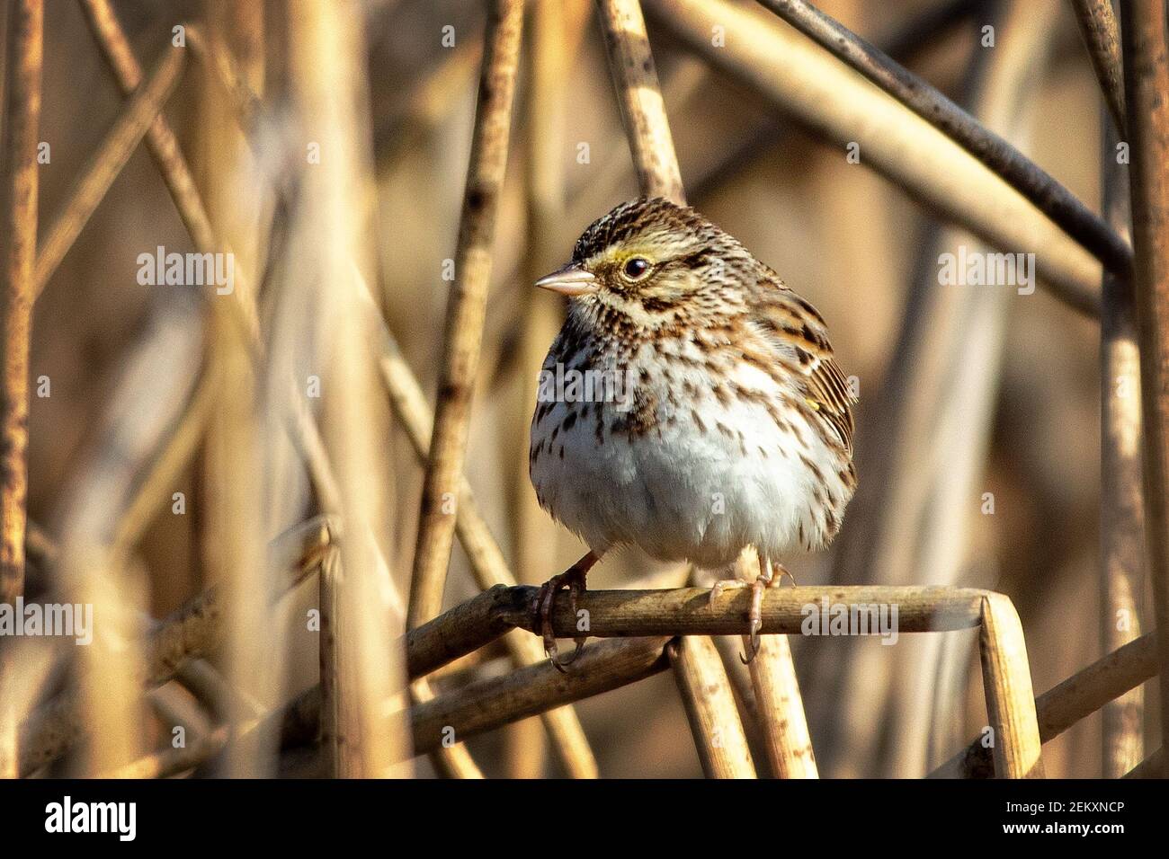 The Savannah Sparrow (Passerculus sandwichensis) is a small New World ...