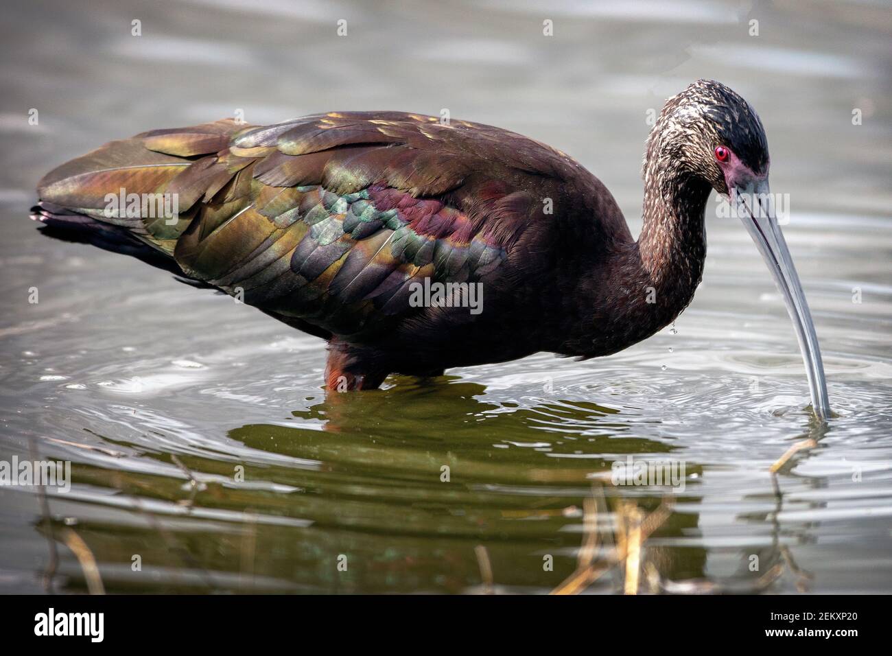 The white-faced ibis (Plegadis chihi) is a wading bird in the ibis ...