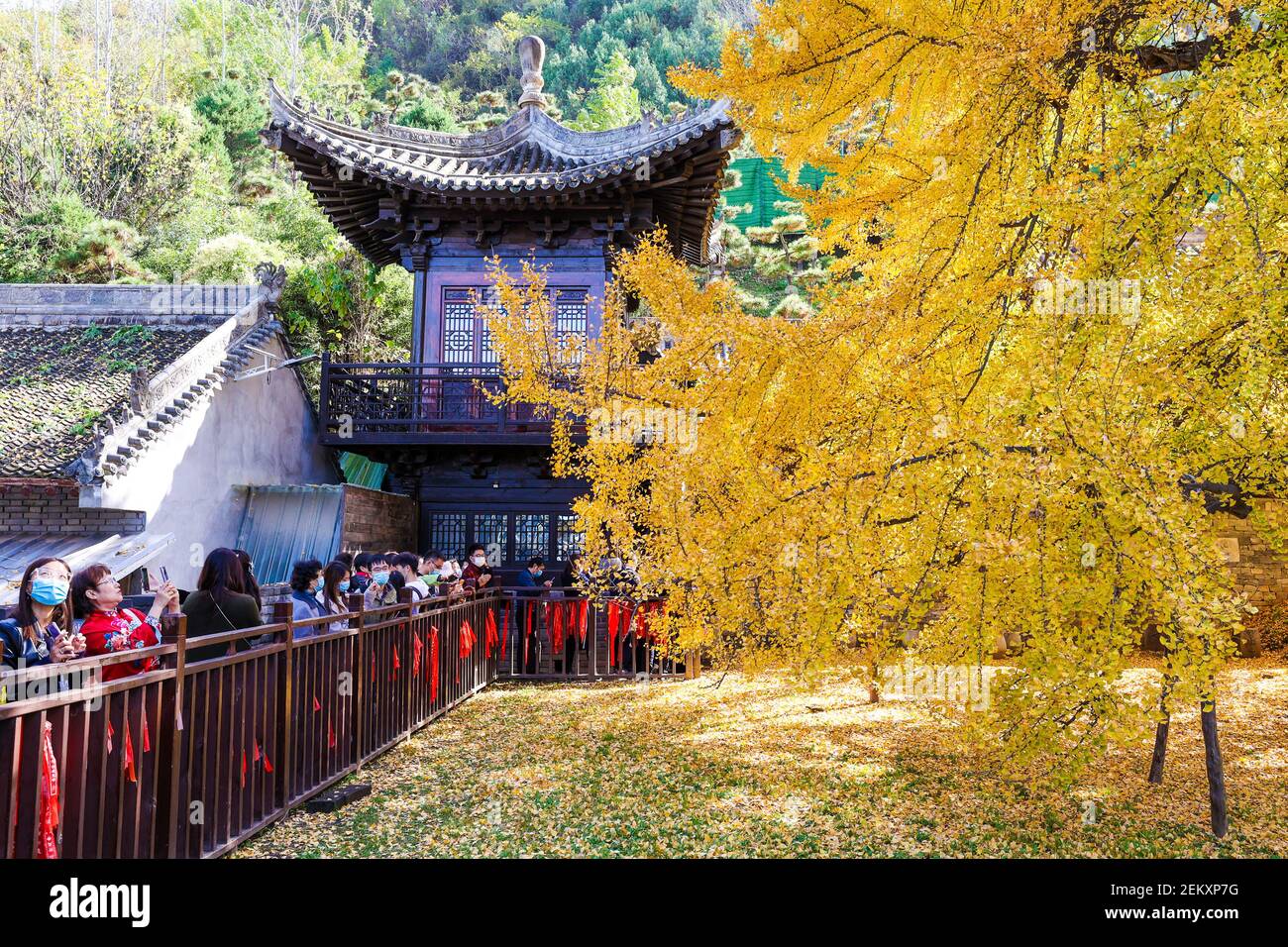 A 1,400-year-old Ginkgo tree has been falling leaves on the ground ...