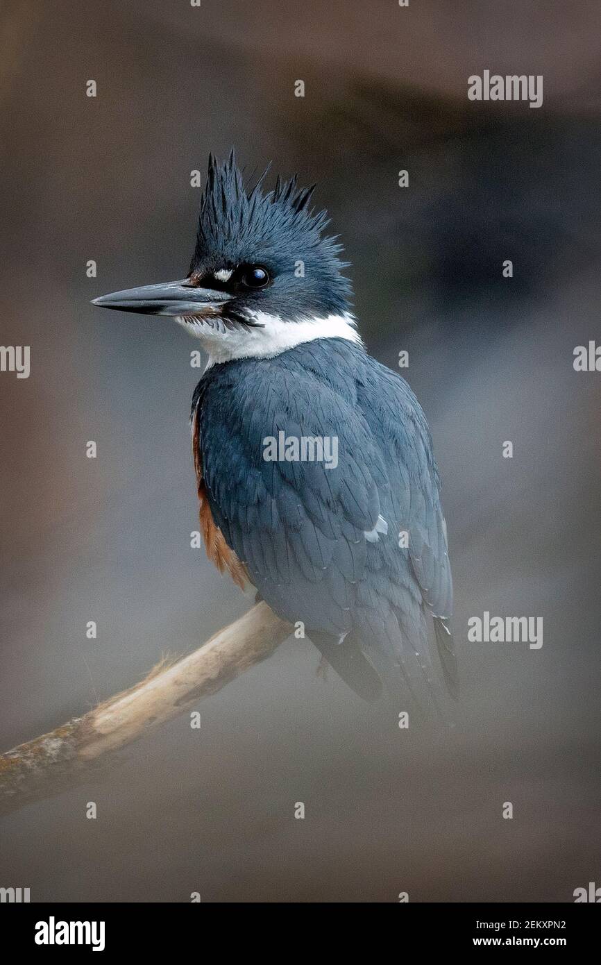 The belted kingfisher (Megaceryle alcyon) is a large, conspicuous water ...