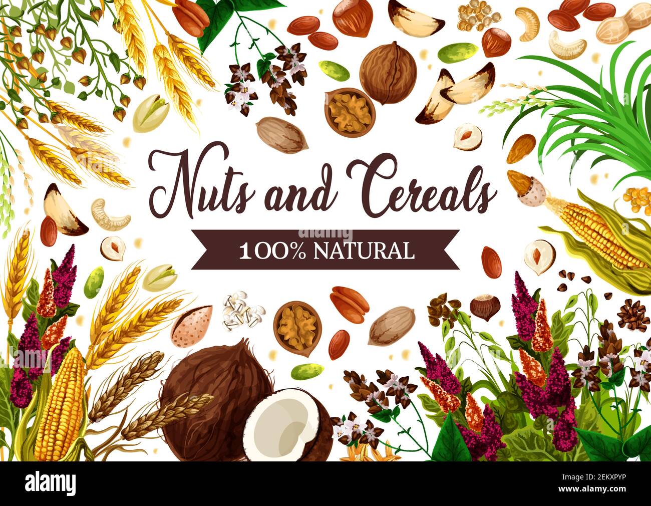 Nuts, cereals and grains, healthy organic food. Vector GMO free natural ...