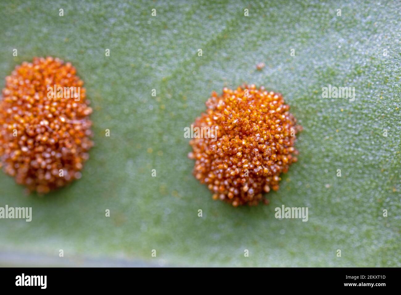 Macro Photography of Spores of Monarch Fern Stock Photo - Alamy