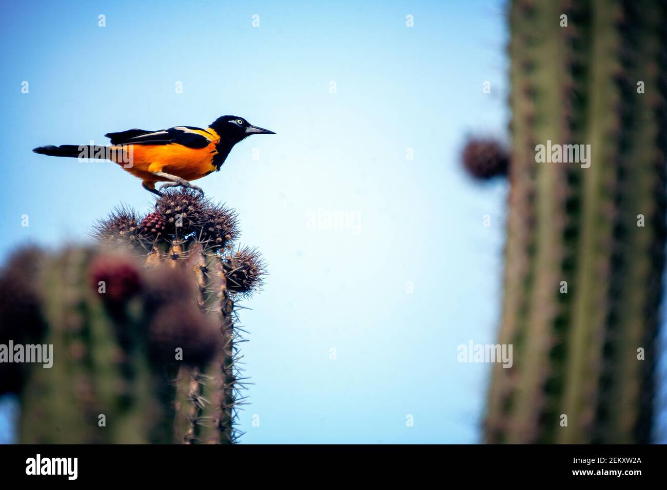 The Venezuelan troupial (Icterus icterus) is the national bird of ...