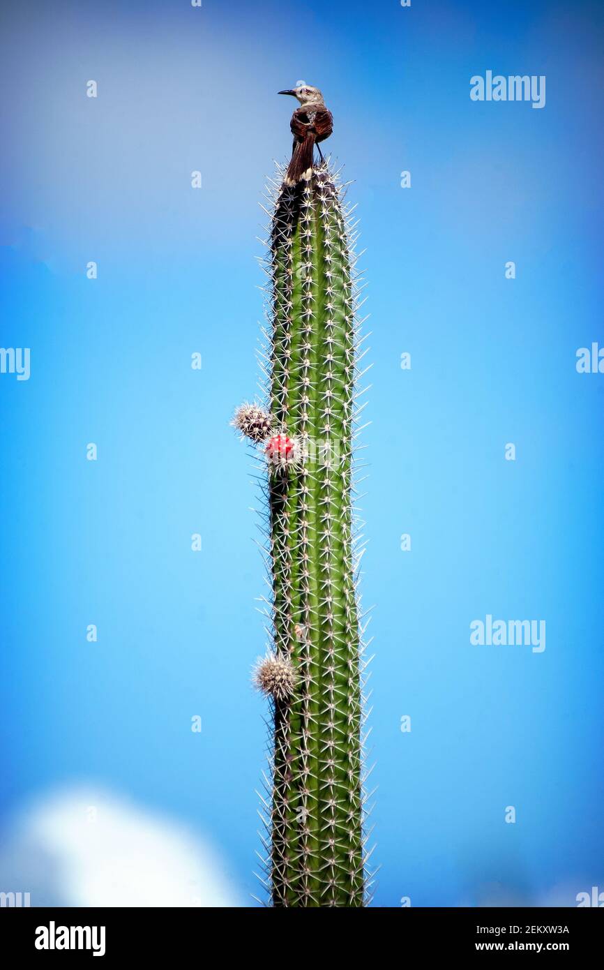 A Tropical Mockingbird (Mimus gilvus) perched atop cactus on Bonaire ...