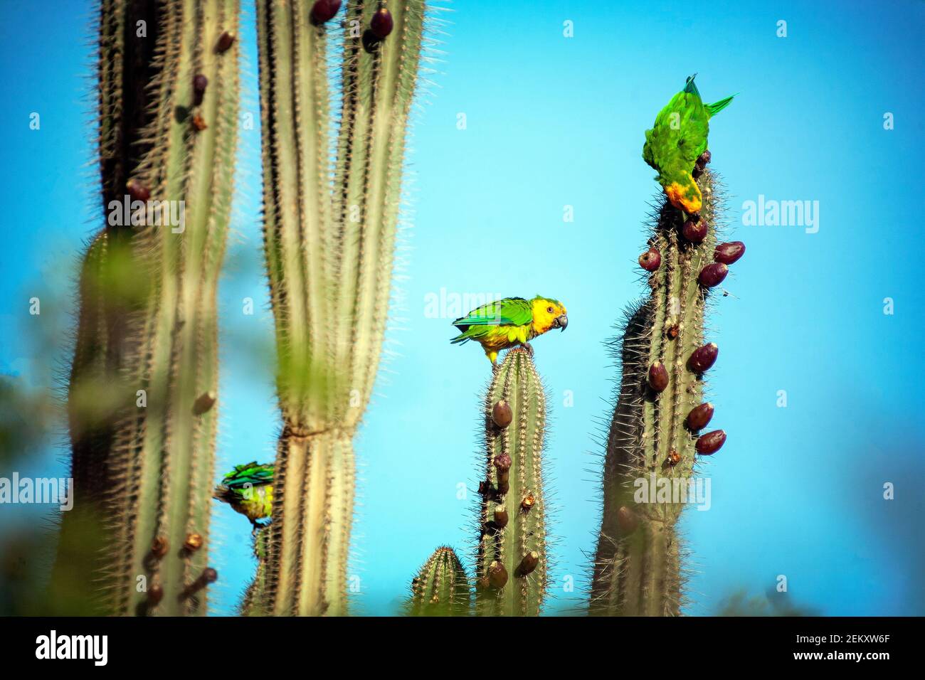 St thomas wildlife hi-res stock photography and images - Alamy