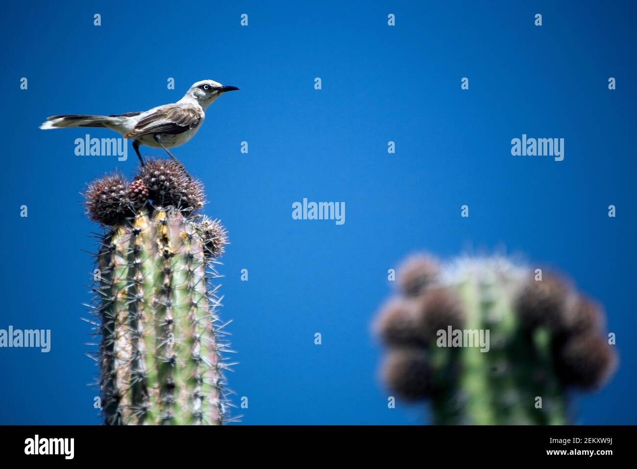 A Tropical Mockingbird (Mimus gilvus) perched atop cactus on Bonaire ...