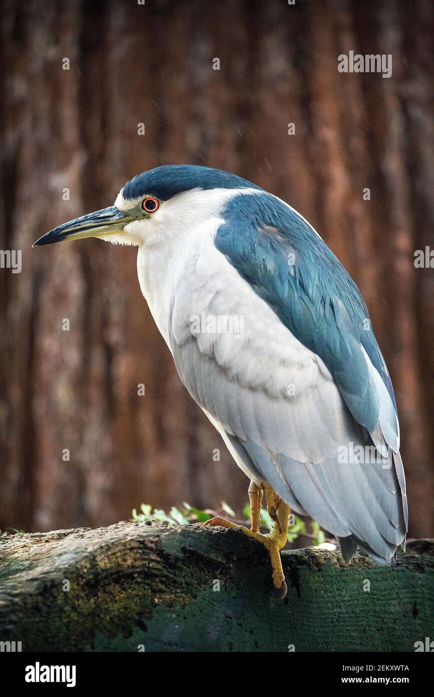 The black-crowned night heron (Nycticorax nycticorax), or black-capped ...