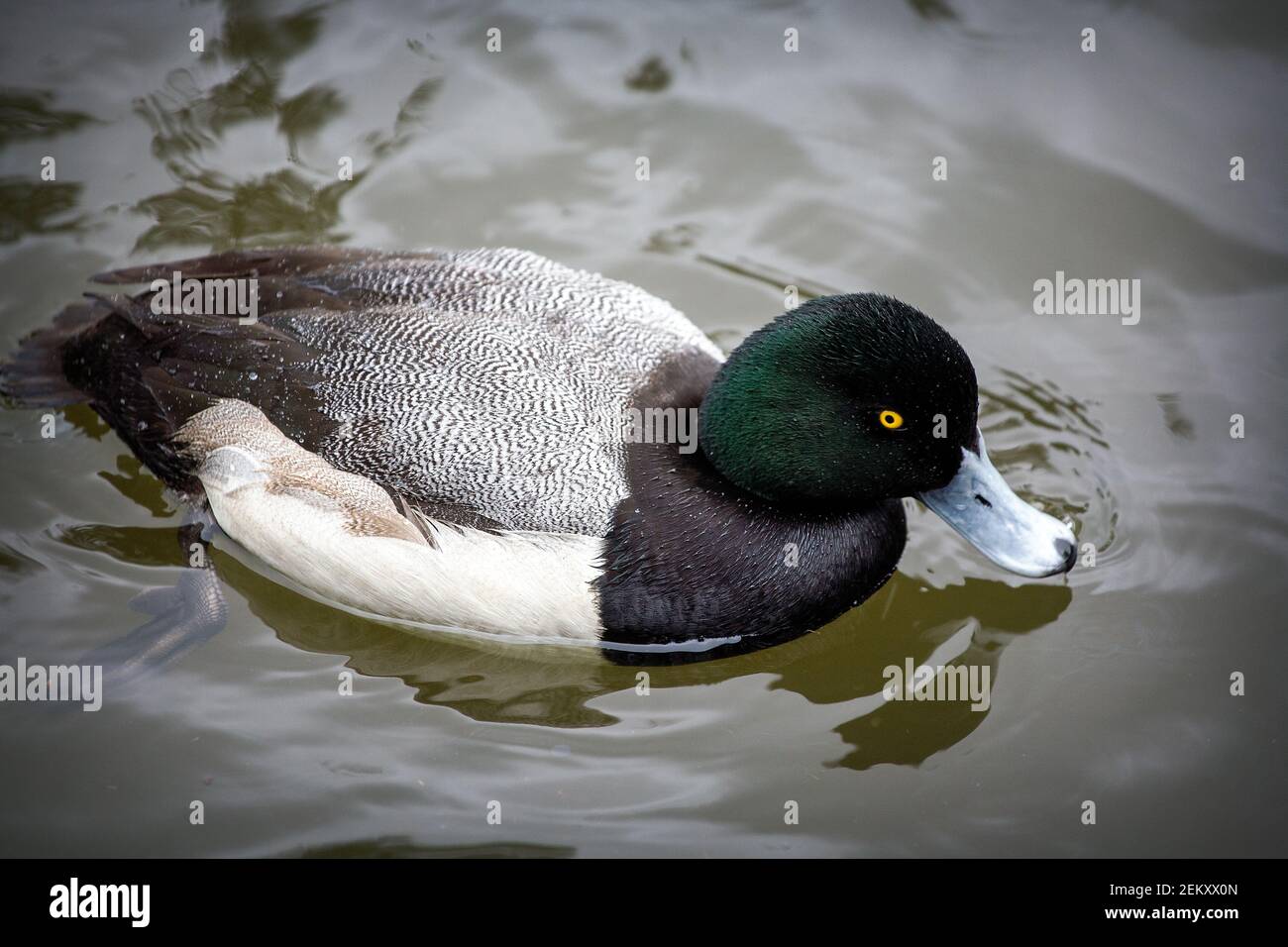 Bluebill duck hi-res stock photography and images - Alamy