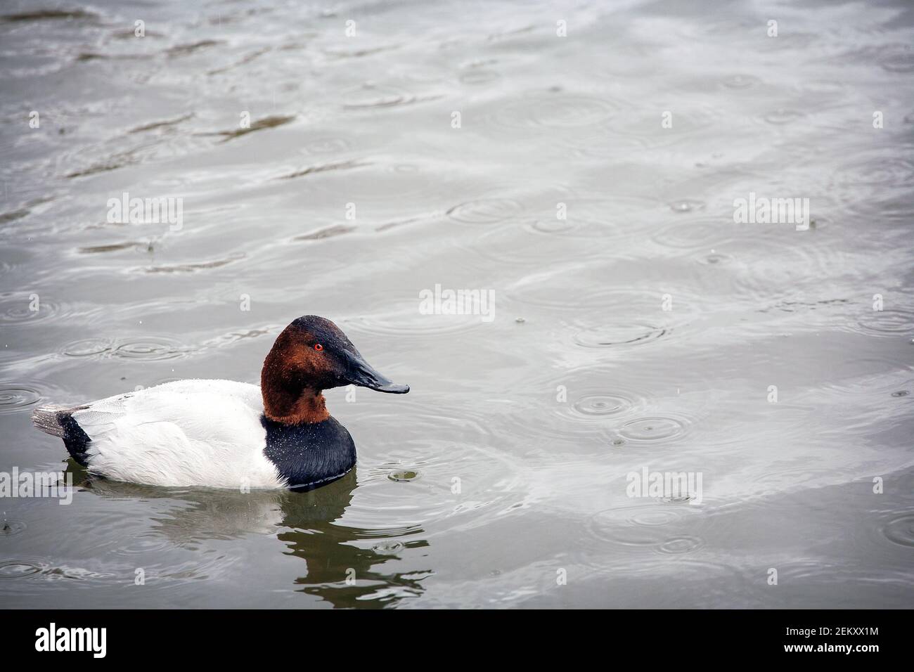 The canvasback (Aythya valisineria) at Lake Merritt in Oakland, California Stock Photo - Alamy