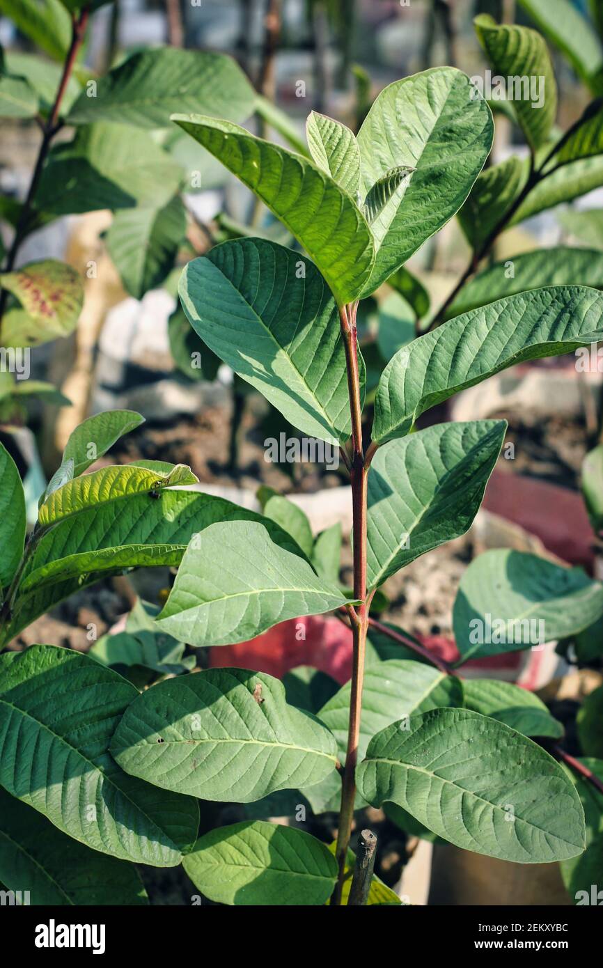 Vibrant green Guava leaves in spring. Guava Plants in garden Stock ...
