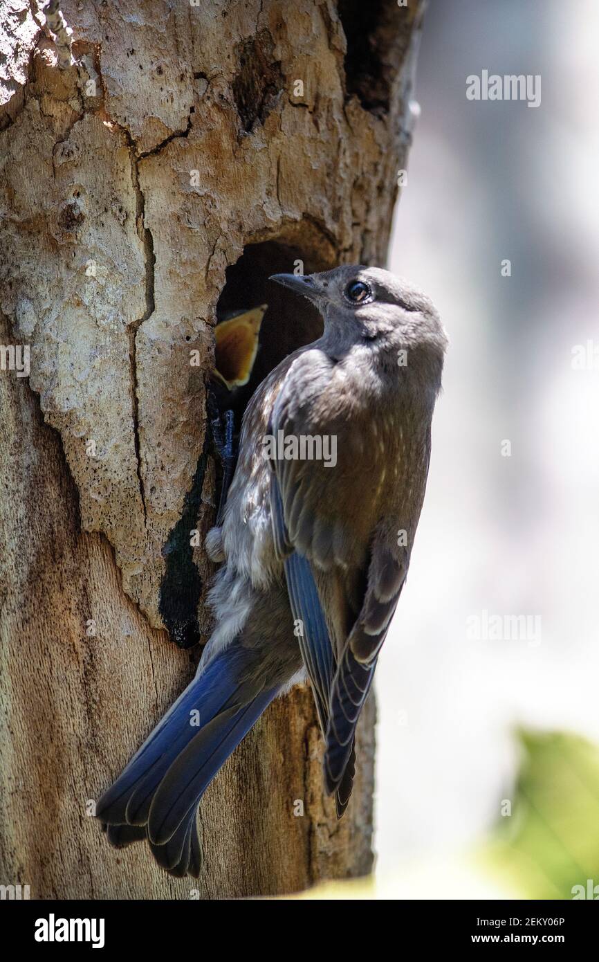 A female Western Bluebird (Sialia mexicana) with chicks at a nest in ...