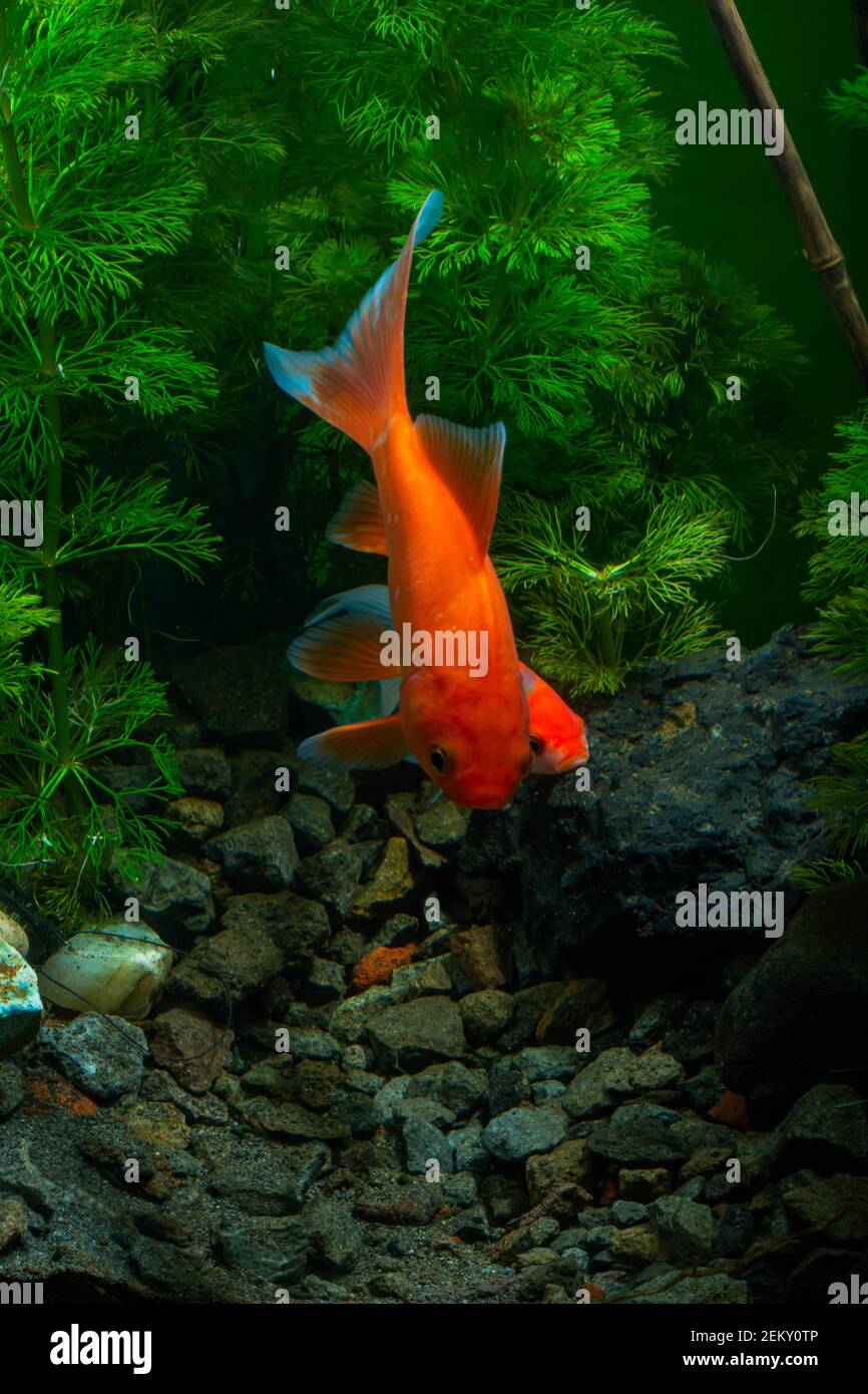 Aquarium native hardy fancy gold fish, Red Fantail Stock Photo - Alamy