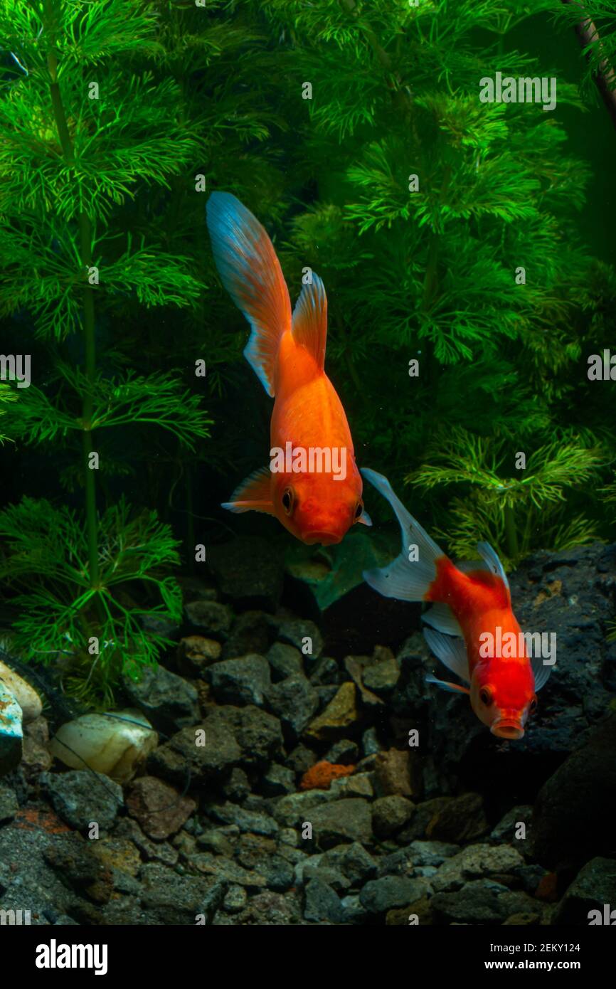 Aquarium native hardy fancy gold fish, Red Fantail Stock Photo - Alamy