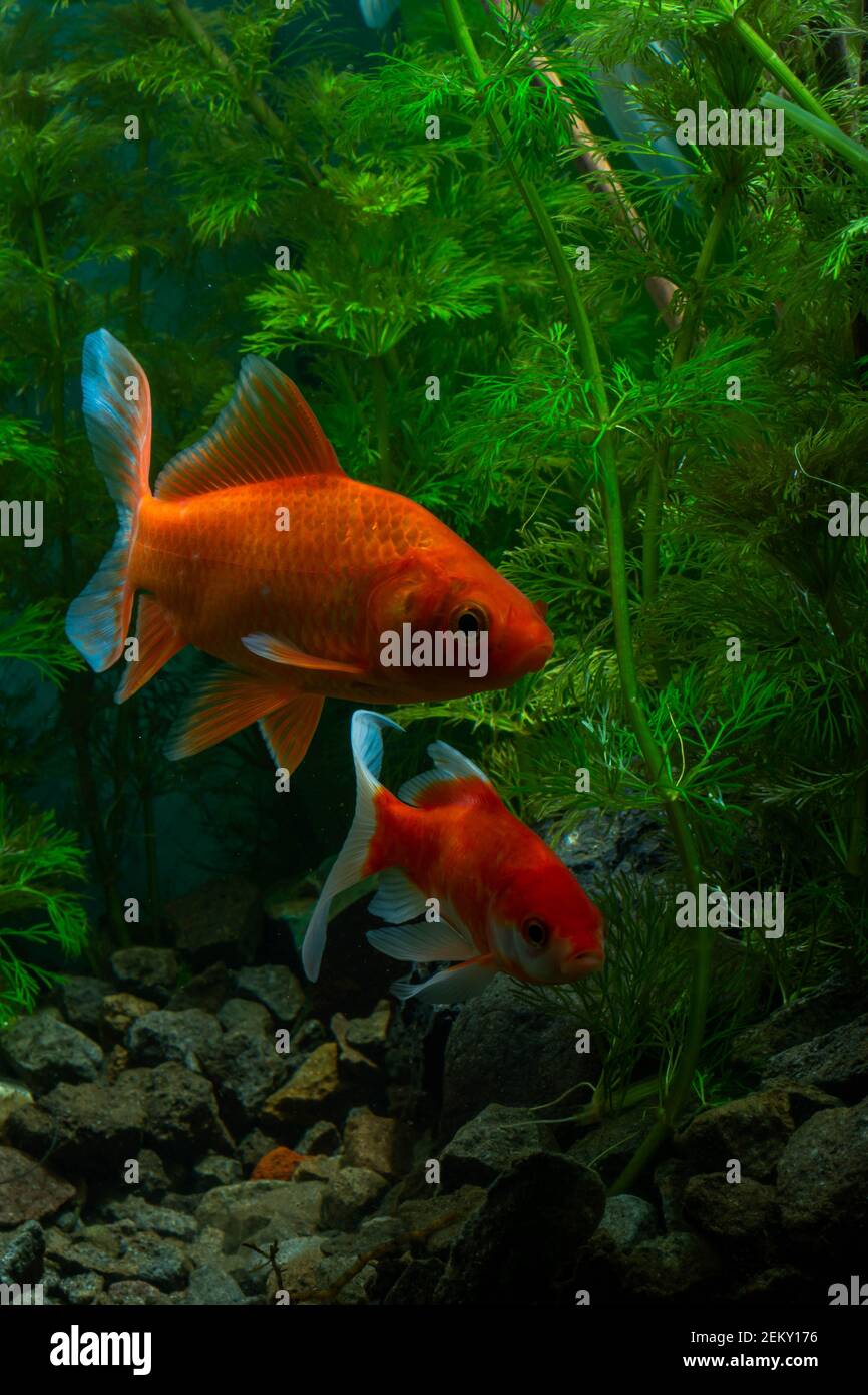 Aquarium native hardy fancy gold fish, Red Fantail Stock Photo - Alamy