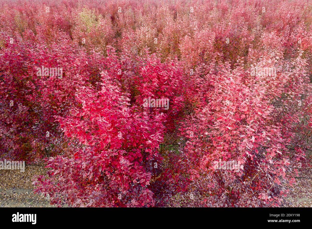 An aerial view of red maple forest, which is spectacular and attracts ...