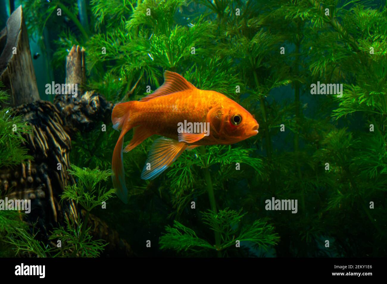 Aquarium native hardy fancy gold fish, Red Fantail Stock Photo - Alamy