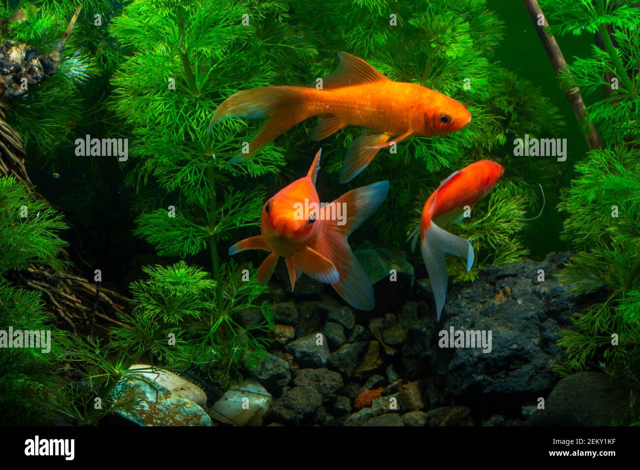 Aquarium native hardy fancy gold fish, Red Fantail Stock Photo - Alamy