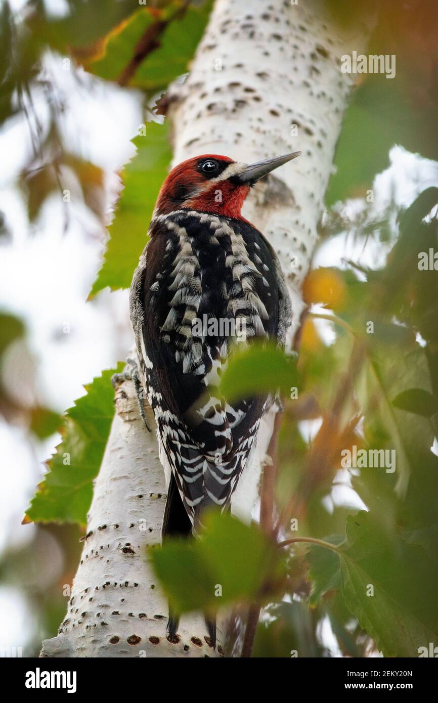 Sapsucker woodpecker hi-res stock photography and images - Alamy