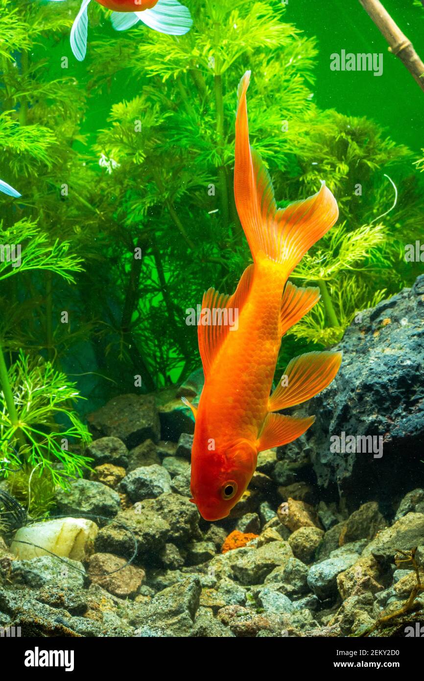 Aquarium native hardy fancy gold fish, Red Fantail Stock Photo - Alamy